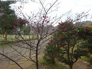 紅梅開花 - 松江市立法吉小学校